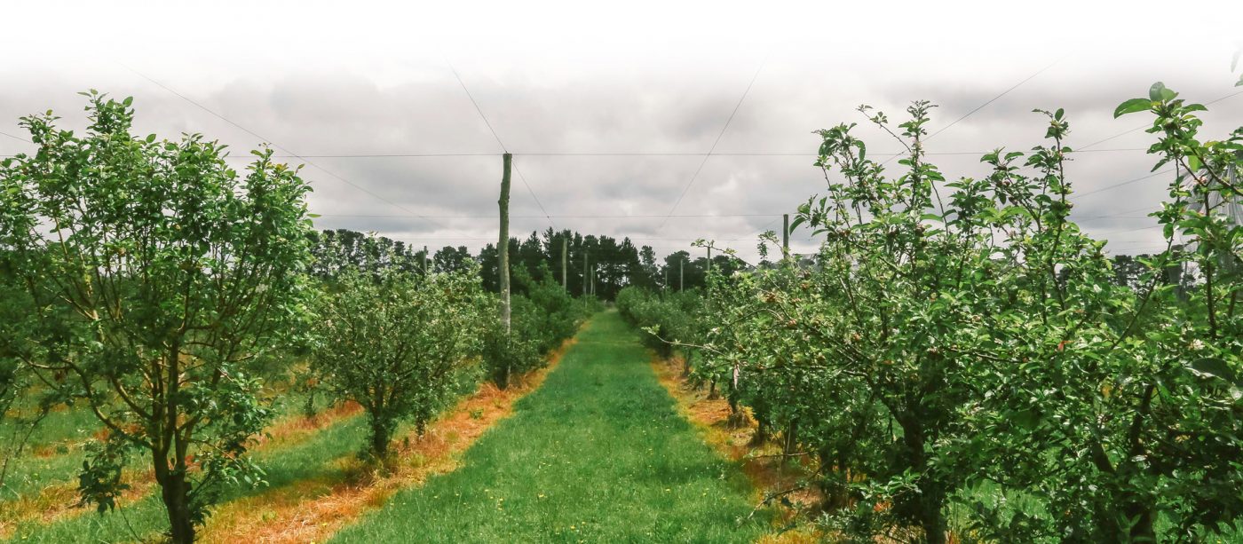 The Sutton’s Farm Story – SuttonsFarm