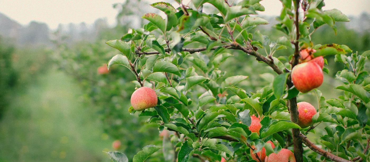 Location – SuttonsFarm