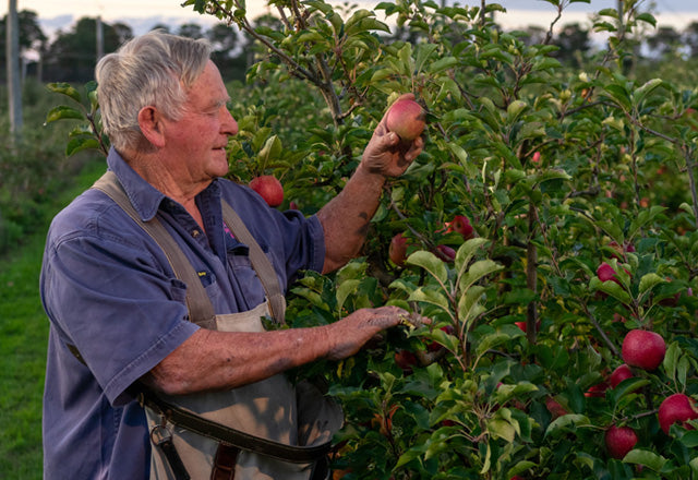 Famous Apple Pie – SuttonsFarm
